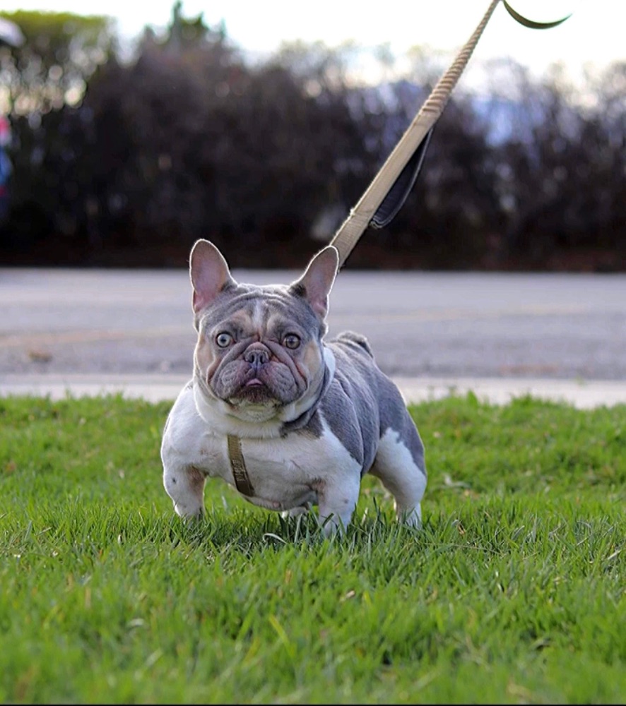 Frenchie puppy